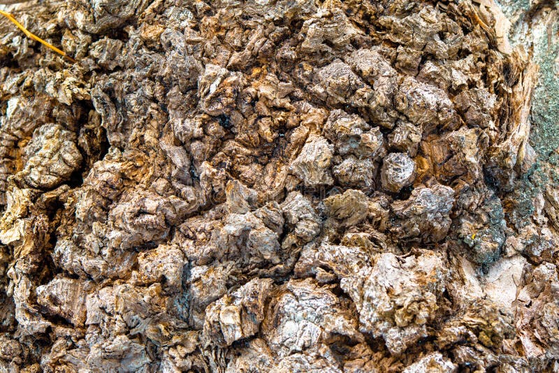 Background with the Texture of the Rough Bumpy Bark of an Old Tree ...