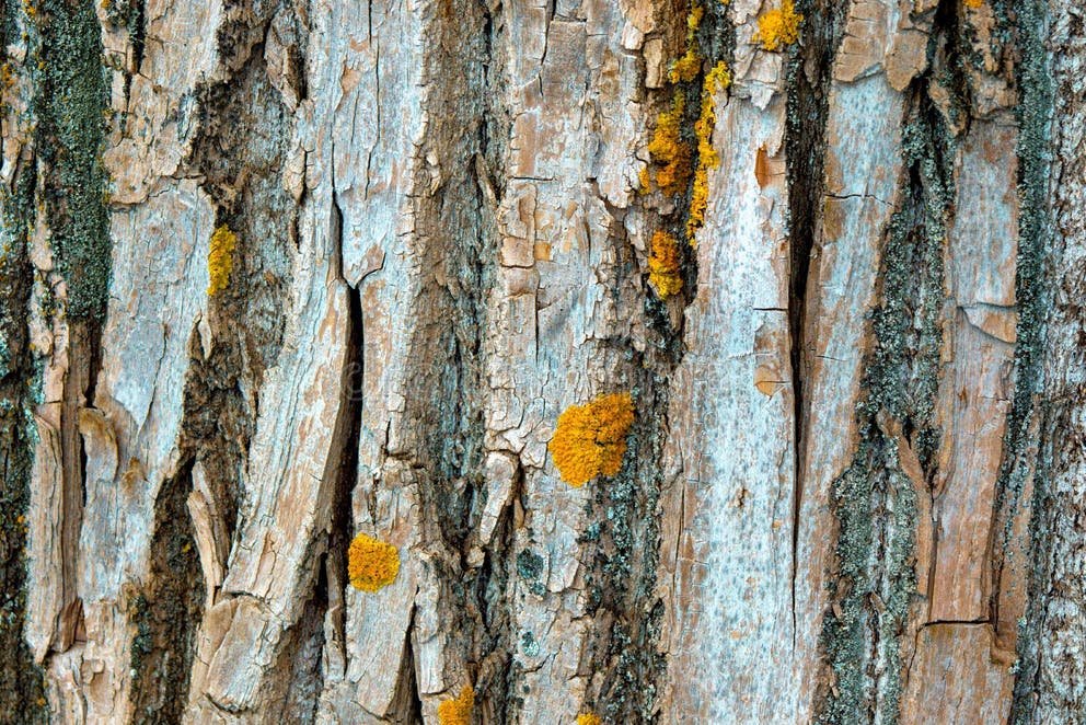 Background with the Texture of the Rough Bumpy Bark of an Old Tree ...