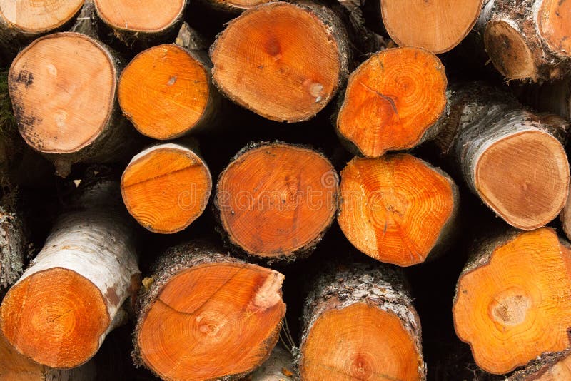Background Texture of Round Birch Sawn Logs, Stacked in a Pile Stock ...