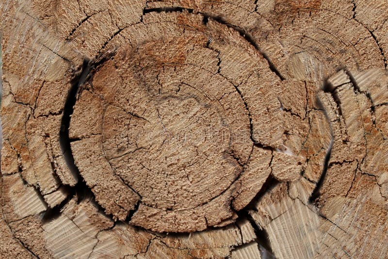 Round Cut of Wood, Cut a Tree Trunk in a Spring Forest. Slivers. Cut ...
