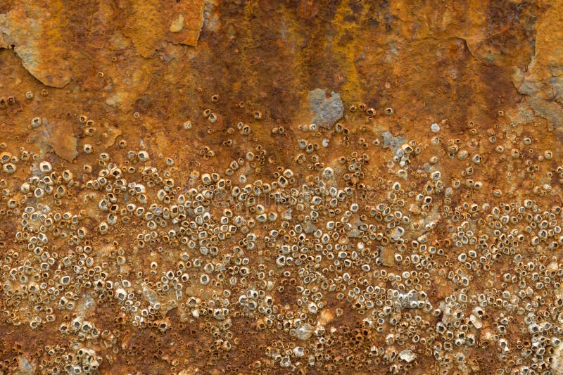 Texture of rusted steel stock photo. Image of rough - 282288806