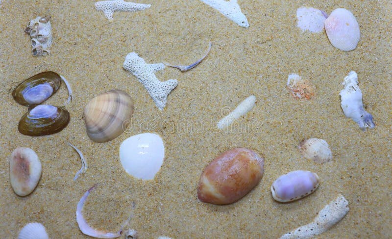 Background Texture of Sand and Seashells Stock Image - Image of natural ...