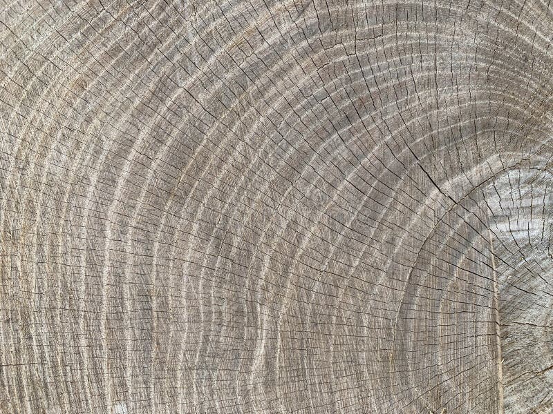 Background Texture: Sectional Oak Log. the Structure of the Sawn Tree ...