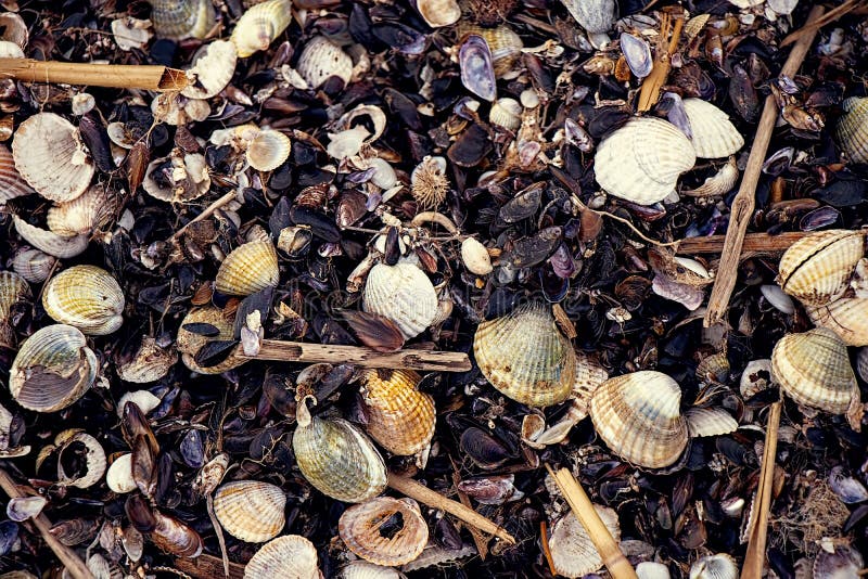Background and Texture of a Shell and Mussel on Sand Stock Photo ...