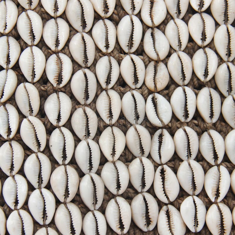 Background texture shells stock photo. Image of shells - 62462788