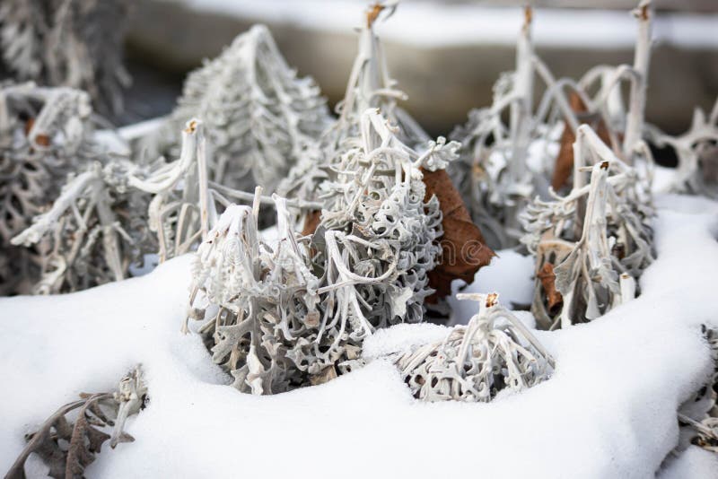 Background and Texture of Silver Moss in the Snow. Macro Stock Photo ...