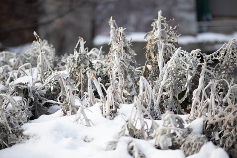 Background and Texture of Silver Moss in the Snow. Macro Stock Photo ...