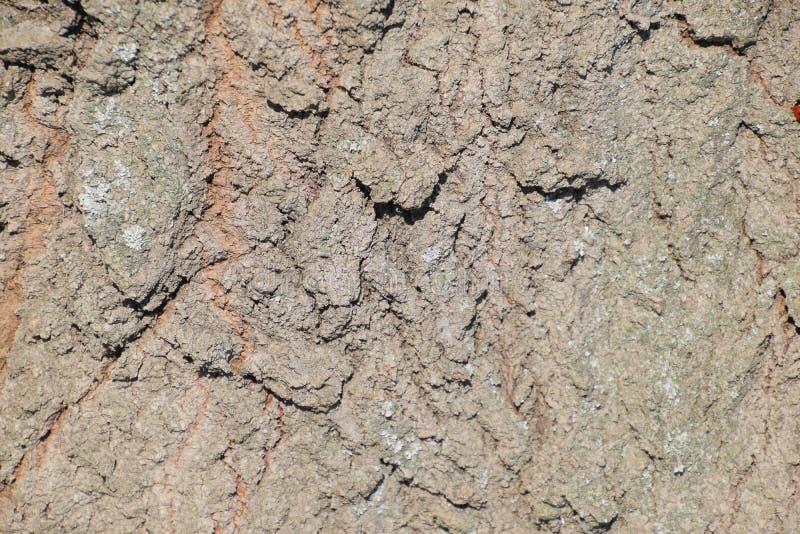 Background Texture of Silver Poplar Bark Stock Photo - Image of ...