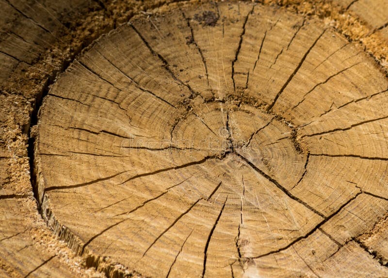 Background,texture,slice of Tree Trunk Stock Image - Image of textures ...