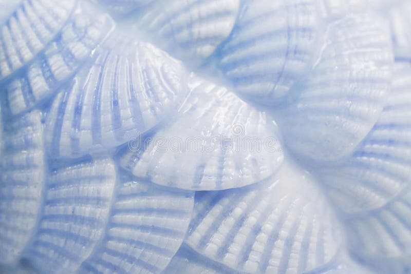 Background Texture of Small Seashells Closeup, Macro Stock Image ...