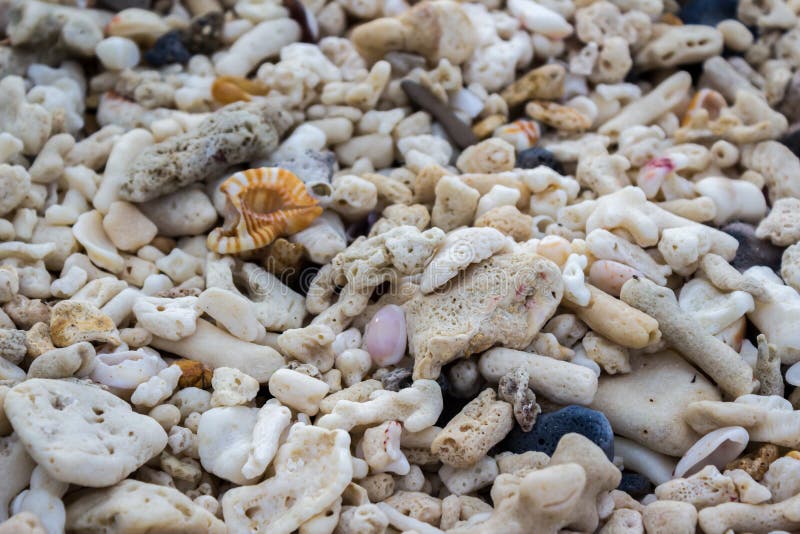 Background Texture of Small Shells and Crushed Corals Stock Photo ...