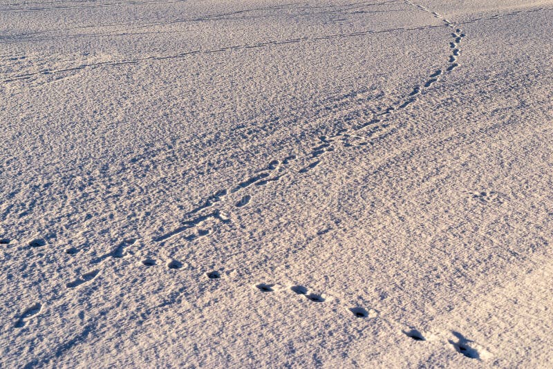 Background or Texture of Snow and Traces Stock Image - Image of traces ...