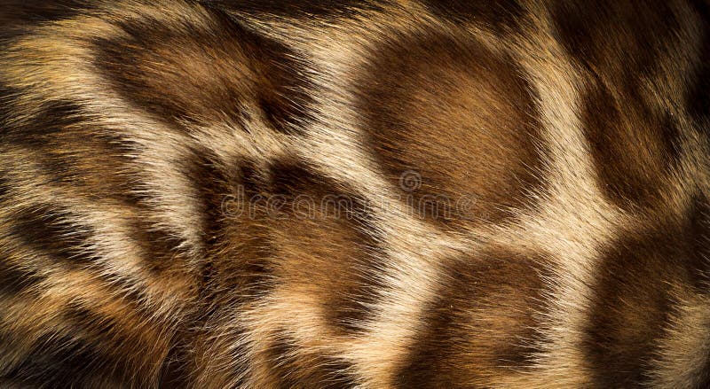 Texture of Spotted Wool Bengal Cat Stock Image - Image of spotted ...