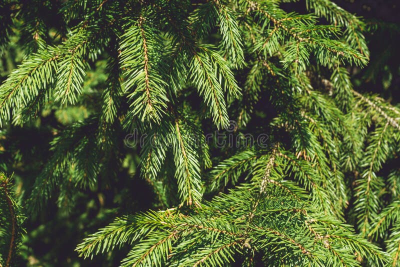 Background Texture. Spruce Green Branches, Copy Space Stock Photo ...