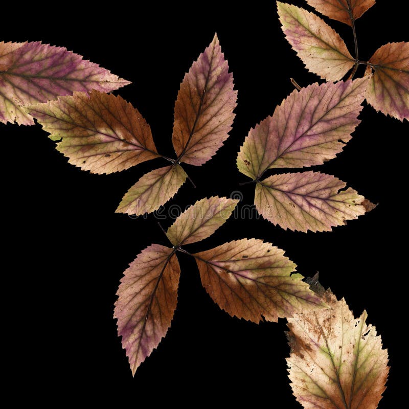 Background Texture Stone Berry Leaves Place Text Stock Photos - Free ...