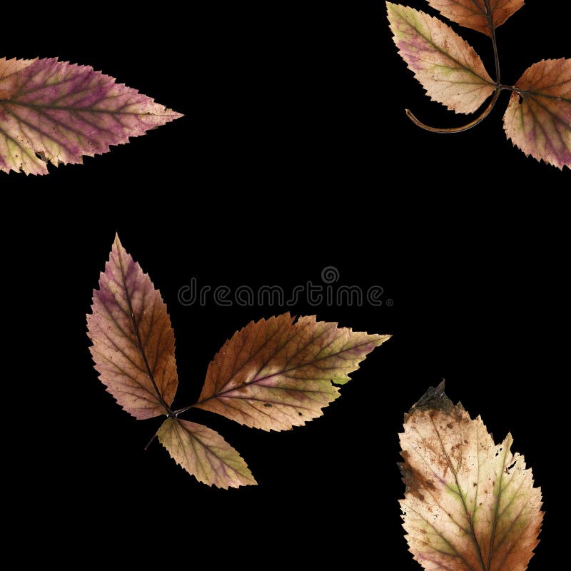 Background Texture Stone Berry Leaves and Place for Text Stock Image ...