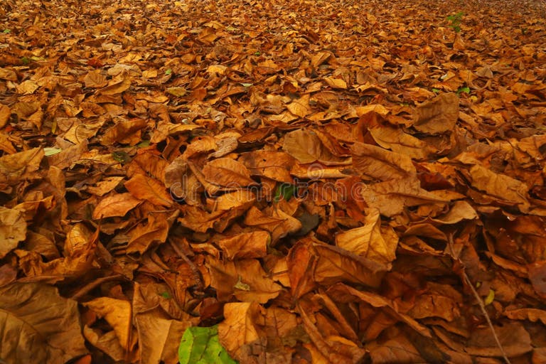 Background and Texture of a Stretch of Dry Leaves Falling Stock Photo ...