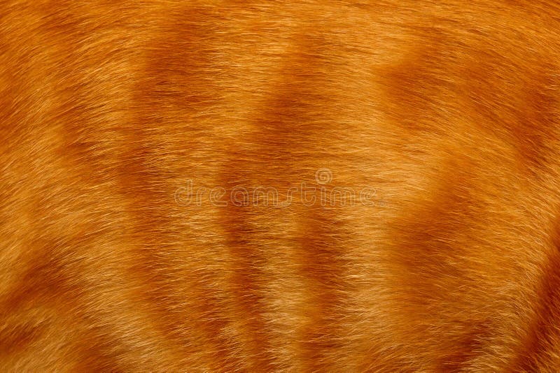 Background Texture Striped Ginger Catt Fur, Wool Stock Image - Image of ...