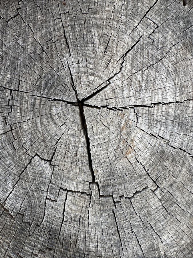 Background Texture: Structure of Cut Wood, Close-up. Oak Stump with ...