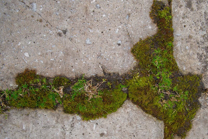 Surface of Concrete Slab with Lichen Stock Photo - Image of material ...