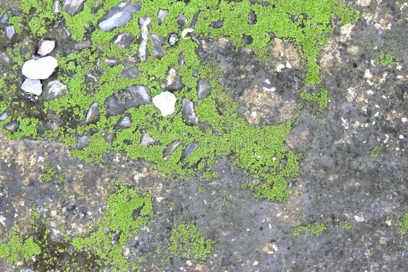 Background Texture: the Surface of Old Concrete Slab Covered with Moss ...