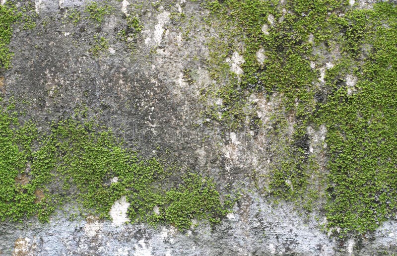 Background Texture: the Surface of Old Concrete Slab Covered with Moss ...
