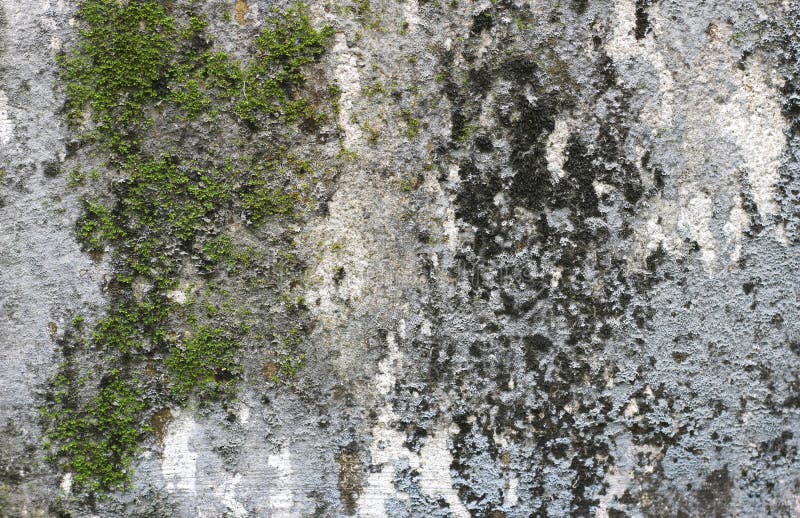 Background Texture: the Surface of Old Concrete Slab Covered with Moss ...
