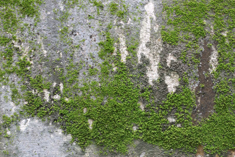 Background Texture: the Surface of Old Concrete Slab Covered with Moss ...