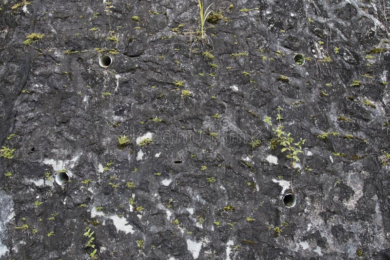 Background Texture Surface Stone Walls with Plant at Garden Stock Photo ...