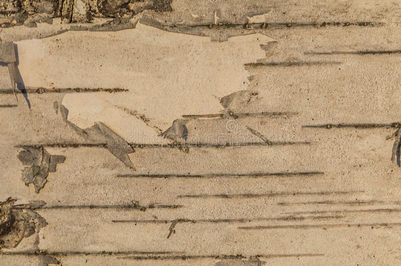 Background Texture. Template. Bark of Tree. Macro Shooting Stock Image ...