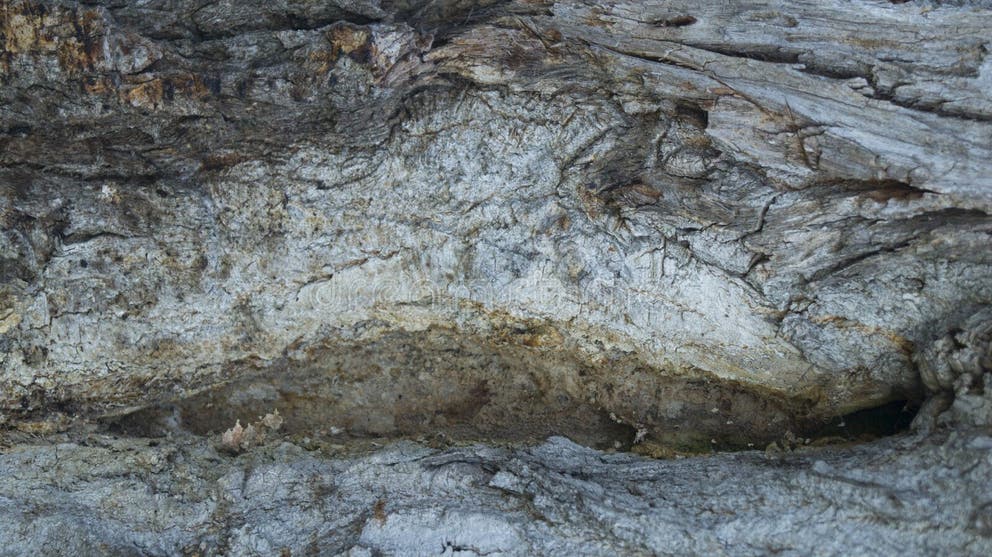 Background, Texture of Tree Bark Stock Image - Image of hole, gorge ...