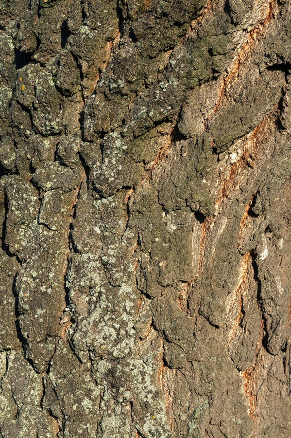 Background Texture Tree Bark Hard Sunlight Stock Photo - Image of ...