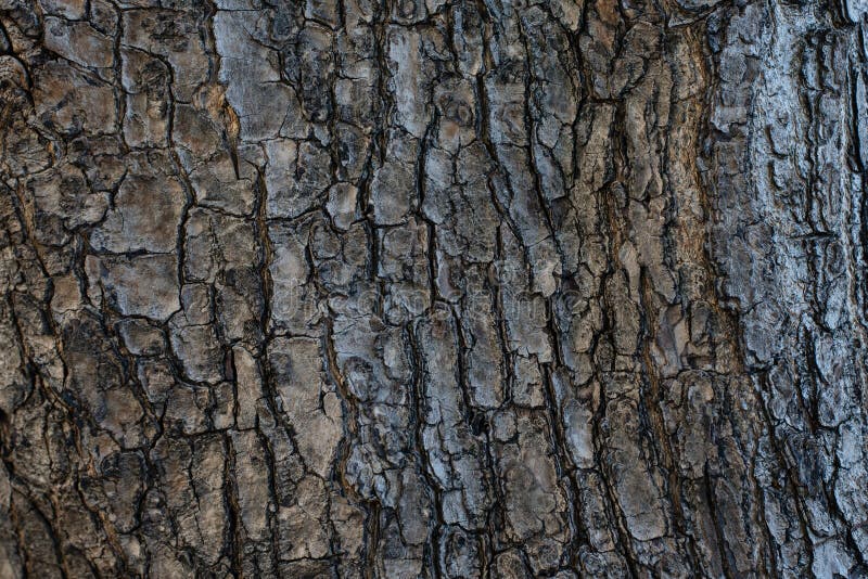 Background Texture of Tree Bark. Old Wood Dry Skin of the Tree Stock ...