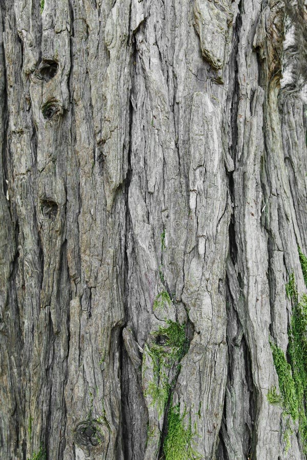 Background Texture of Tree Bark. Skin the Bark of a Tree that Traces ...