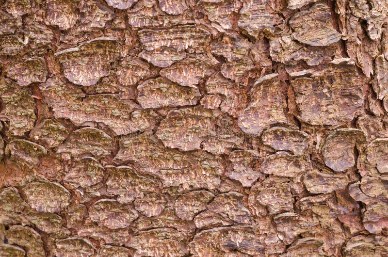 Background Texture of Tree Bark. Skin the Bark of a Tree that Traces ...