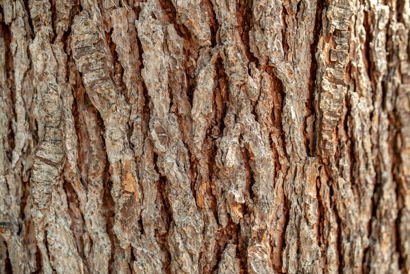 Background Texture Of Tree Bark. Skin The Bark Of A Tree That Traces ...