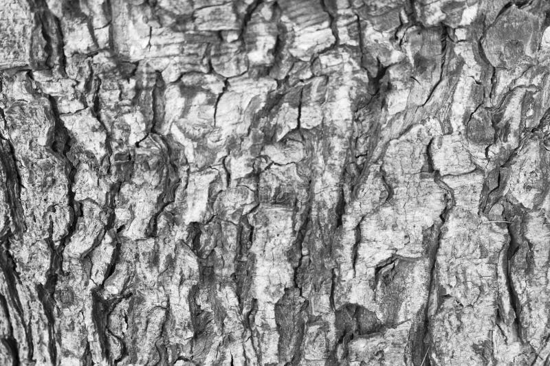 Background Texture of Tree Bark. Skin the Bark of a Tree that Traces ...