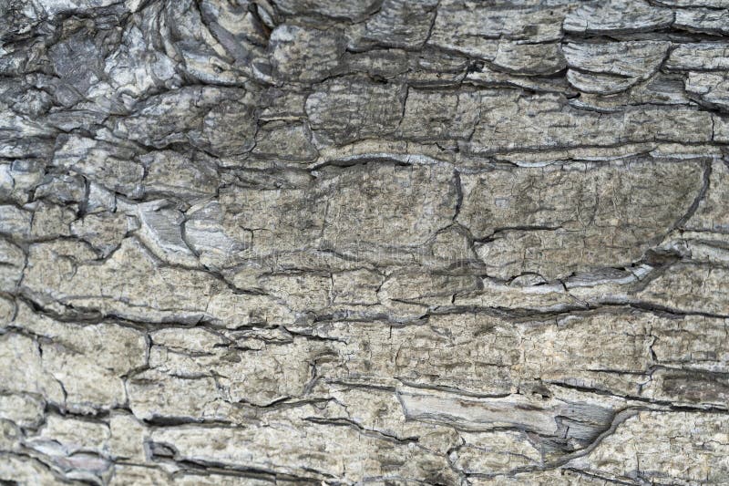 Background Texture of Tree Bark. Skin the Bark of a Tree that Traces ...