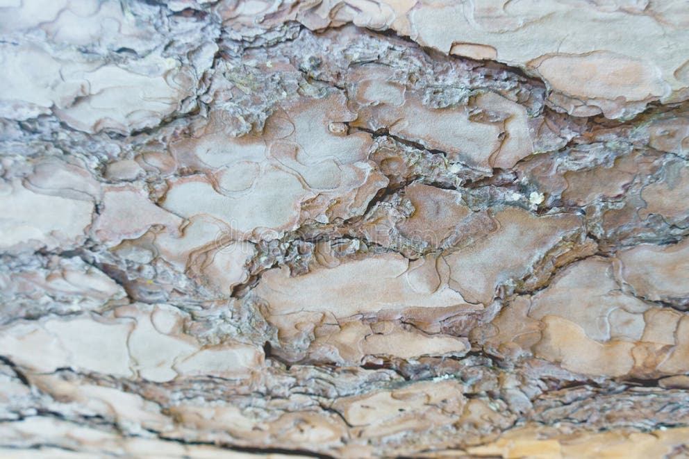 Background Texture of Tree Bark. Skin the Bark of a Tree that Traces ...