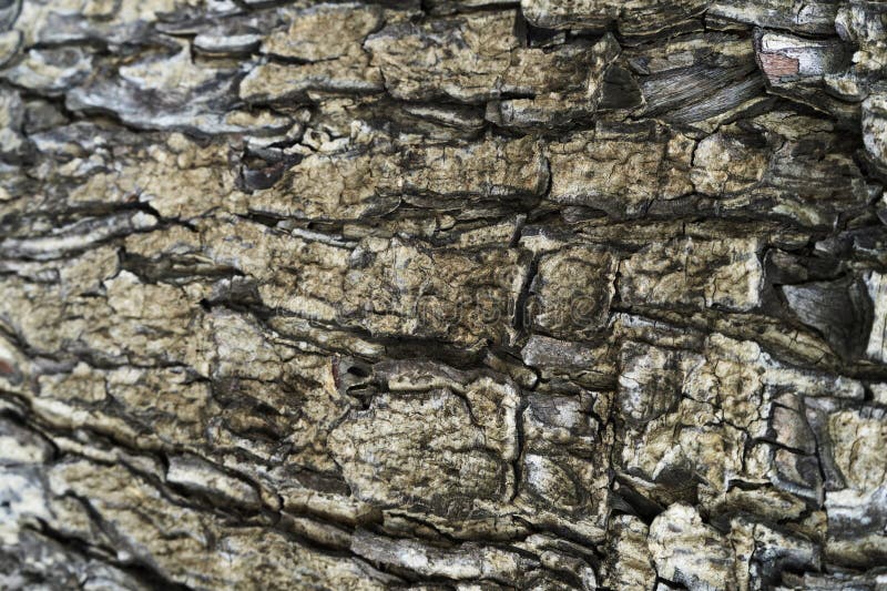 Background Texture of Tree Bark. Skin the Bark of a Tree that Traces ...