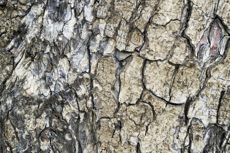 Background Texture of Tree Bark. Skin the Bark of a Tree that Traces ...