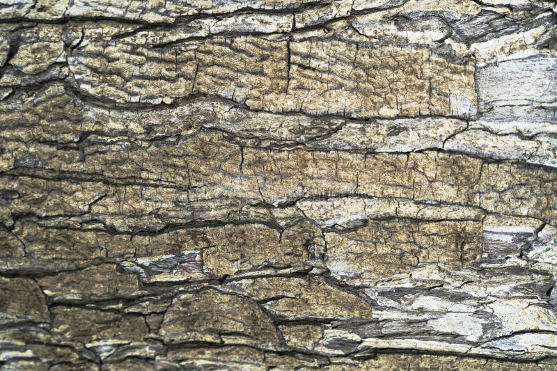 Background Texture of Tree Bark. Skin the Bark of a Tree that Traces ...
