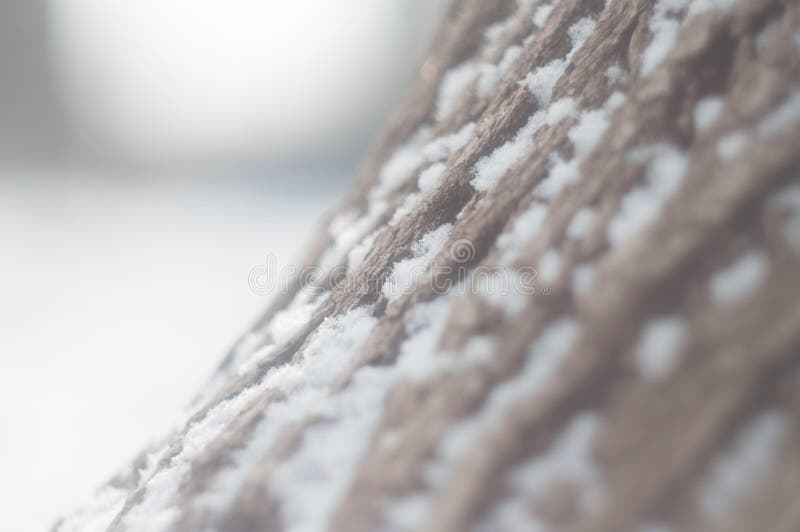 Tree bark in the snow stock image. Image of macro, pine - 110625021