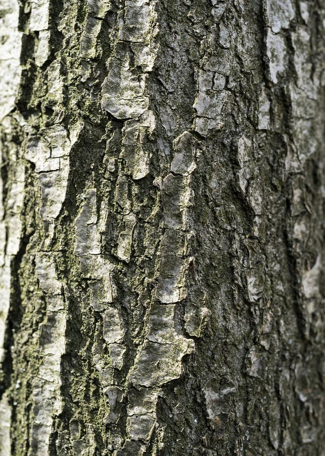 Background Texture of Tree Bark Top View Stock Image - Image of growth ...