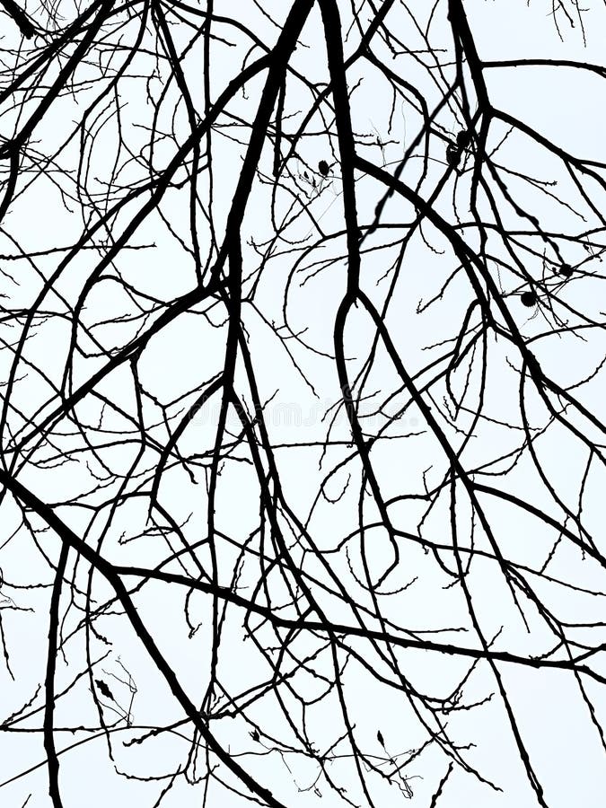 Background Texture: Tree Branches Against the Sky. Old Tree with ...