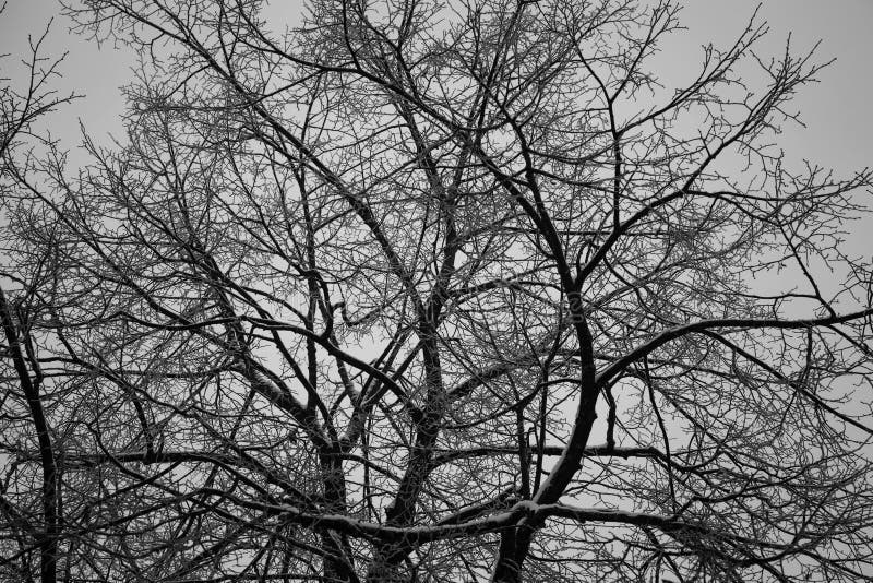 Tree Branches on a Black Background. Cropped Branches of Bushes Stock ...