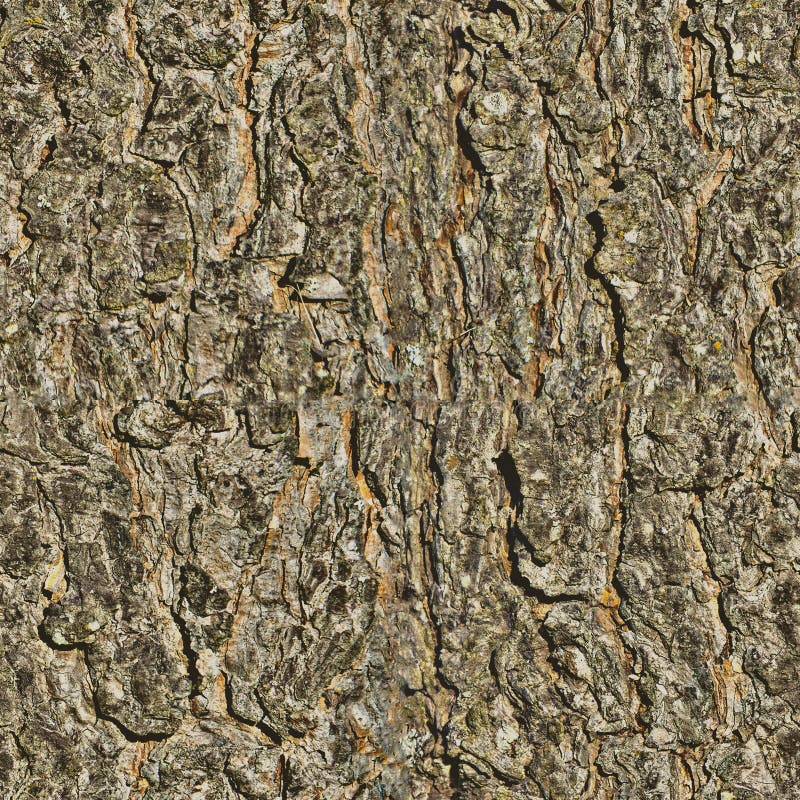 Background Texture Tree. Seamless Texture Stock Photo - Image of timber ...