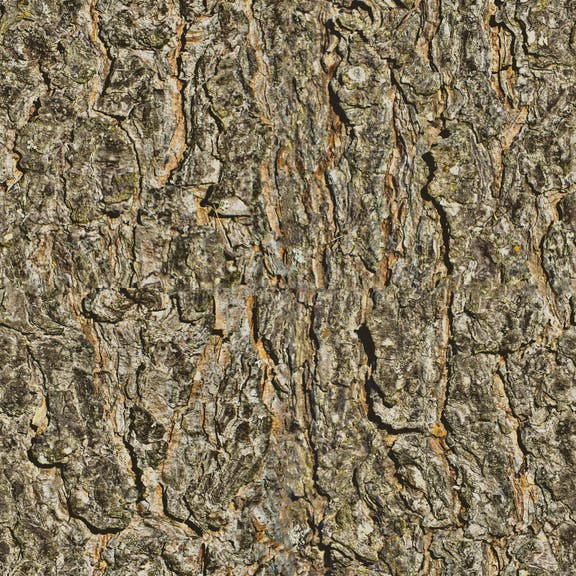 4,031 Seamless Pine Bark Texture Stock Photos - Free & Royalty-Free ...