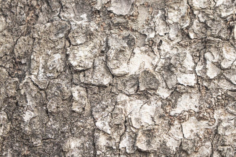 Background or Texture of Trees. Stock Image - Image of panel, space ...