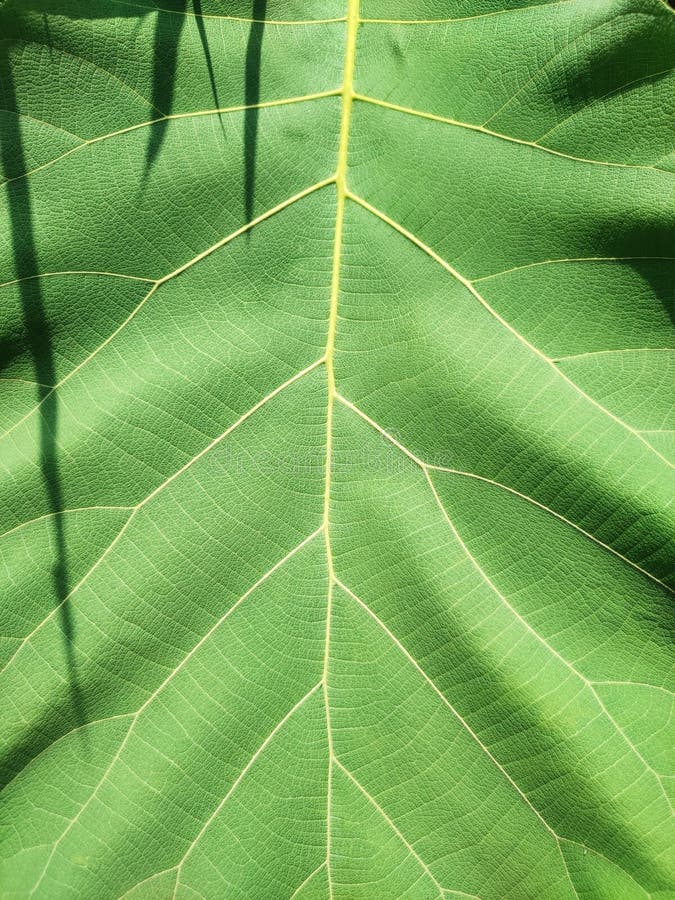 Background Texture of Wavy Teak Leaf Lines Stock Photo - Image of ...